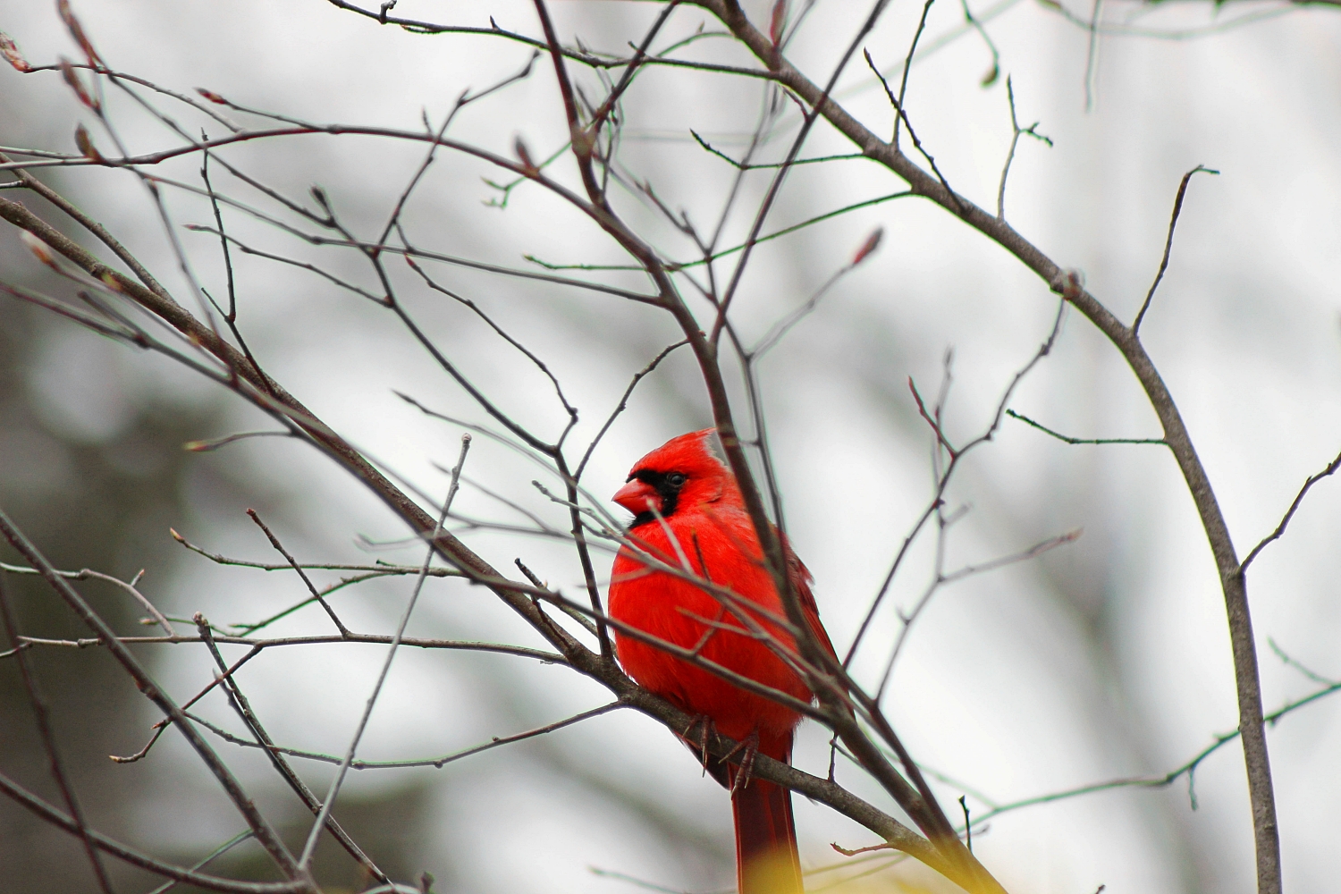 Species Spotlight: Northern Cardinal | Nothing to Crow About