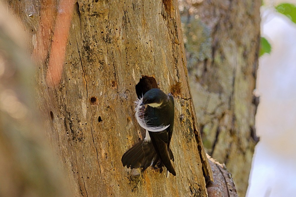 Species Spotlight: Tree Swallow | Nothing to Crow About