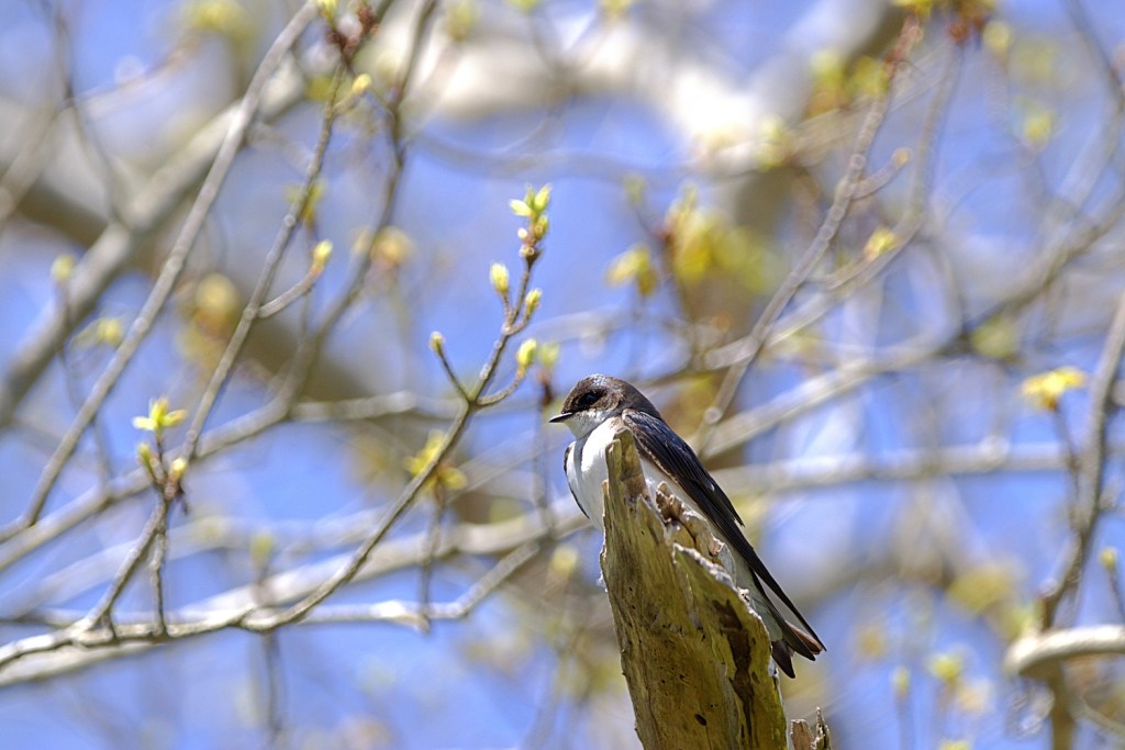 Species Spotlight: Tree Swallow | Nothing to Crow About