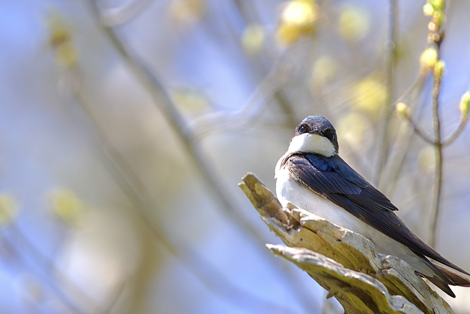 Species Spotlight: Tree Swallow | Nothing to Crow About