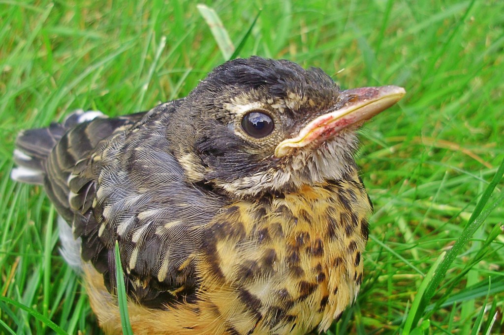 Species Spotlight: American Robin | Nothing to Crow About