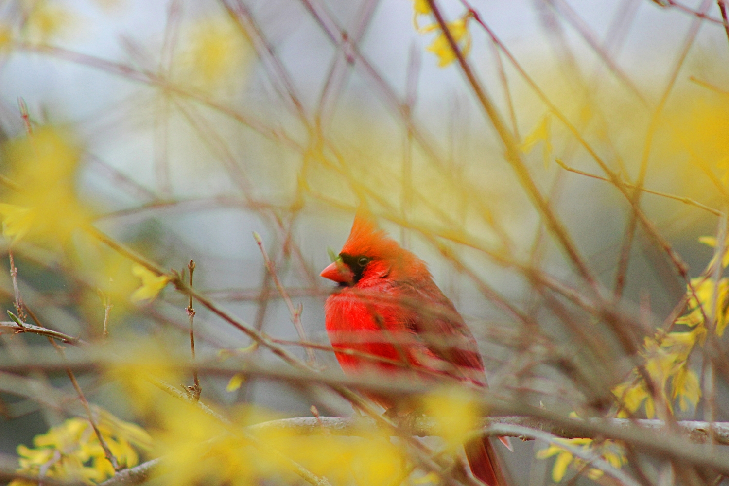 Species Spotlight: Northern Cardinal | Nothing to Crow About