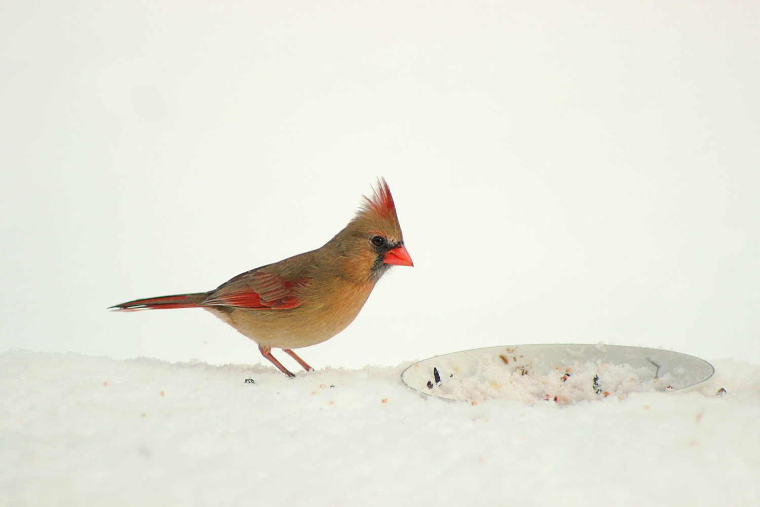 Species Spotlight: Northern Cardinal | Nothing to Crow About