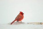 Species Spotlight: Northern Cardinal | Nothing to Crow About