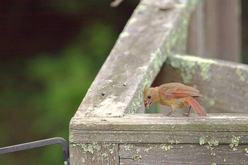 Species Spotlight: Northern Cardinal | Nothing to Crow About