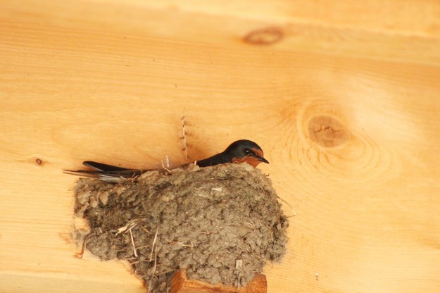 Species Spotlight: Barn Swallow | Nothing to Crow About
